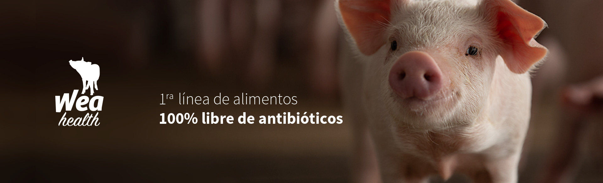 bioter – bioter nutrición animal
